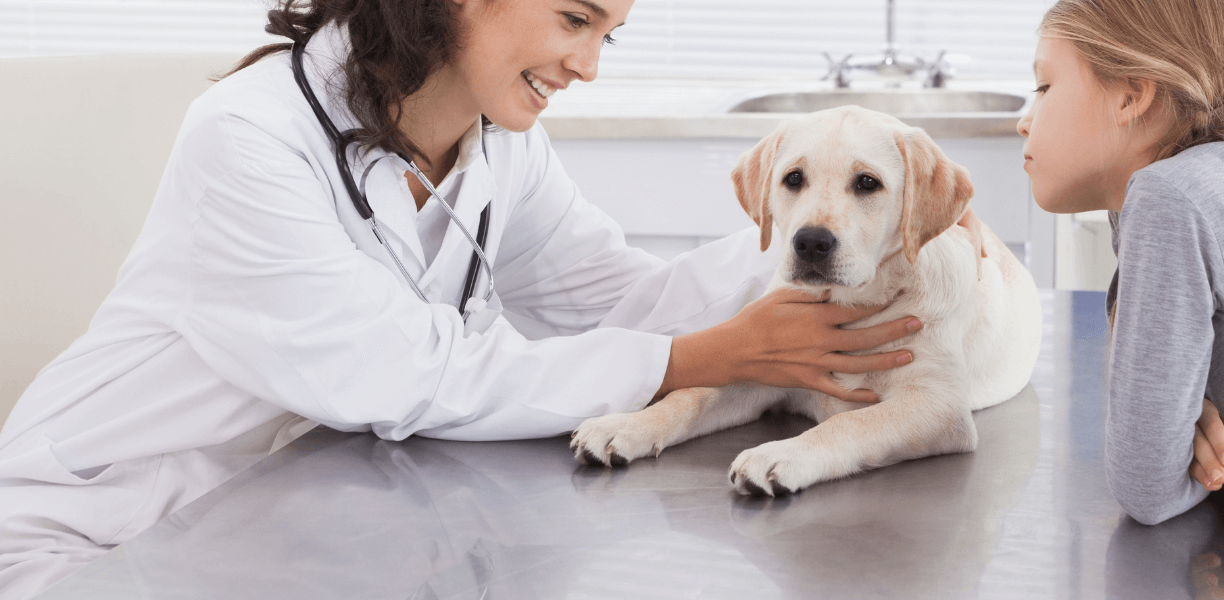 Rochester, MN 55904 Veterinary Services | Broadway Veterinary Hospital