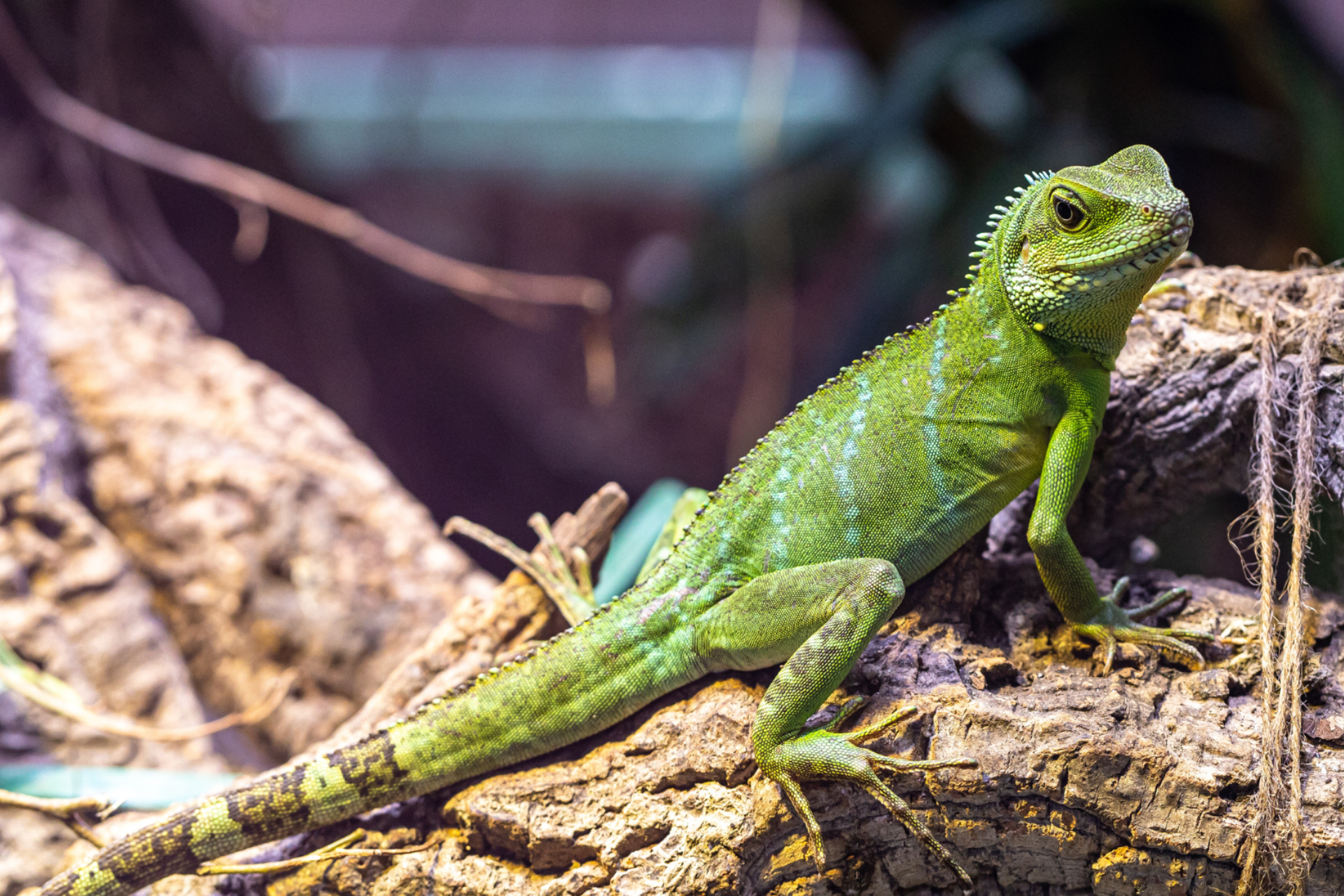Exotic Pet Care In Rochester, MN 55904 | Broadway Veterinary Hospital